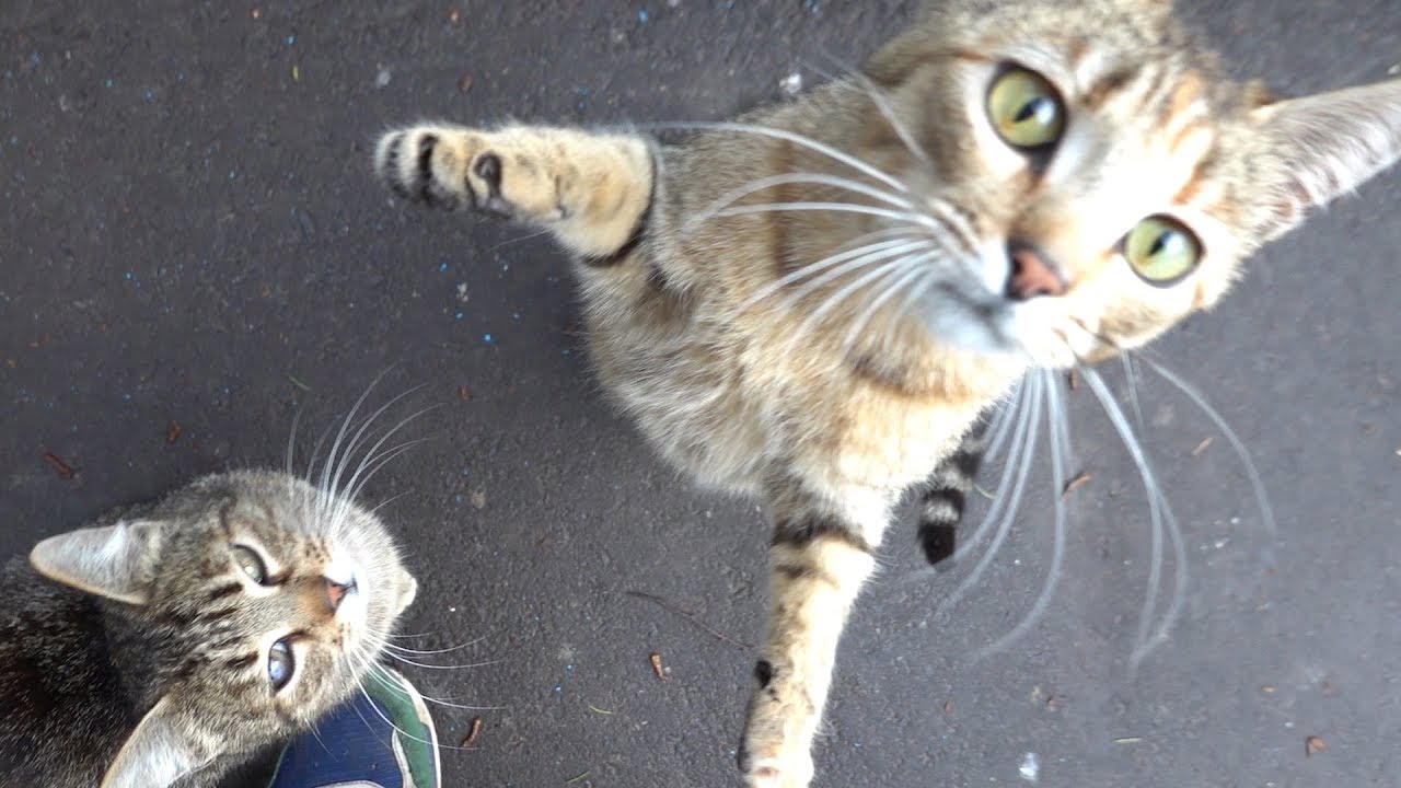 Cute cats have been waiting for me all morning - YouTube