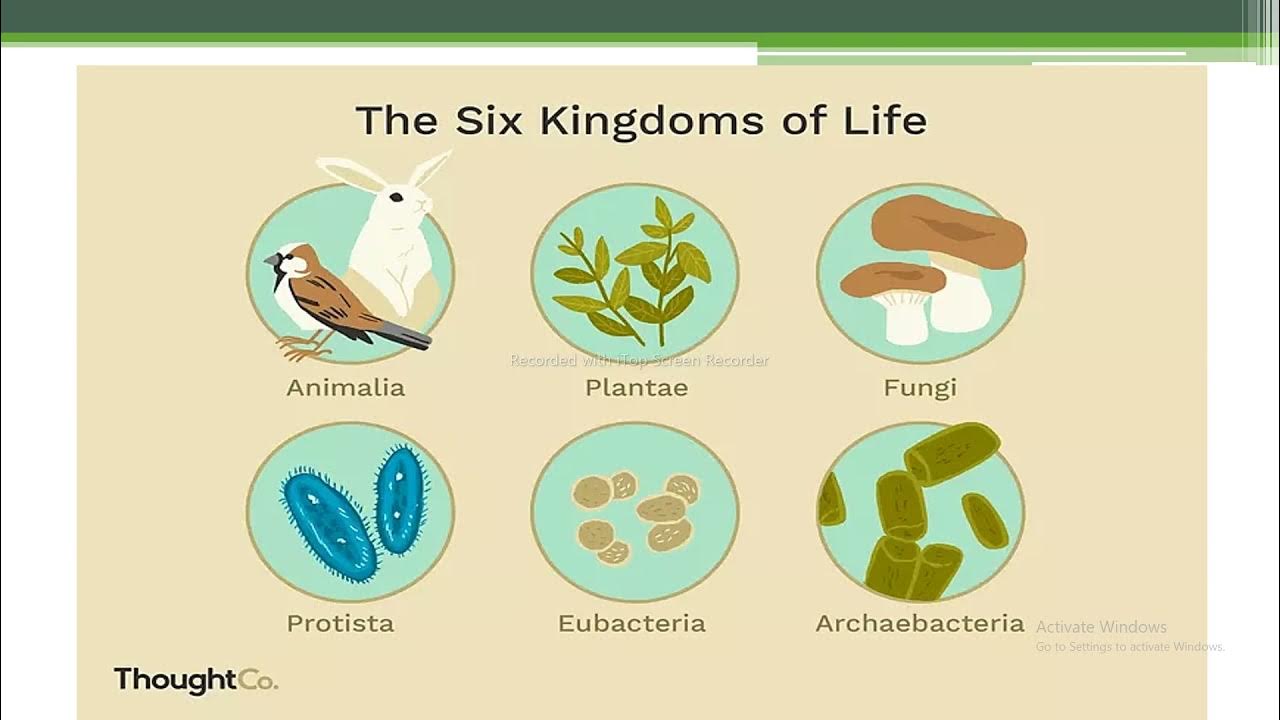 Six Kingdom Classification System - YouTube