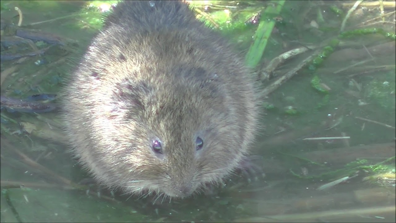 Rata de agua (Arvicola sapidus) Southern Water Vole - YouTube