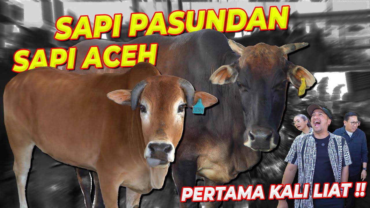PART 5 | PERTAMA KALI KETEMU SAPI ACEH DAN SAPI PASUNDAN !!! - YouTube