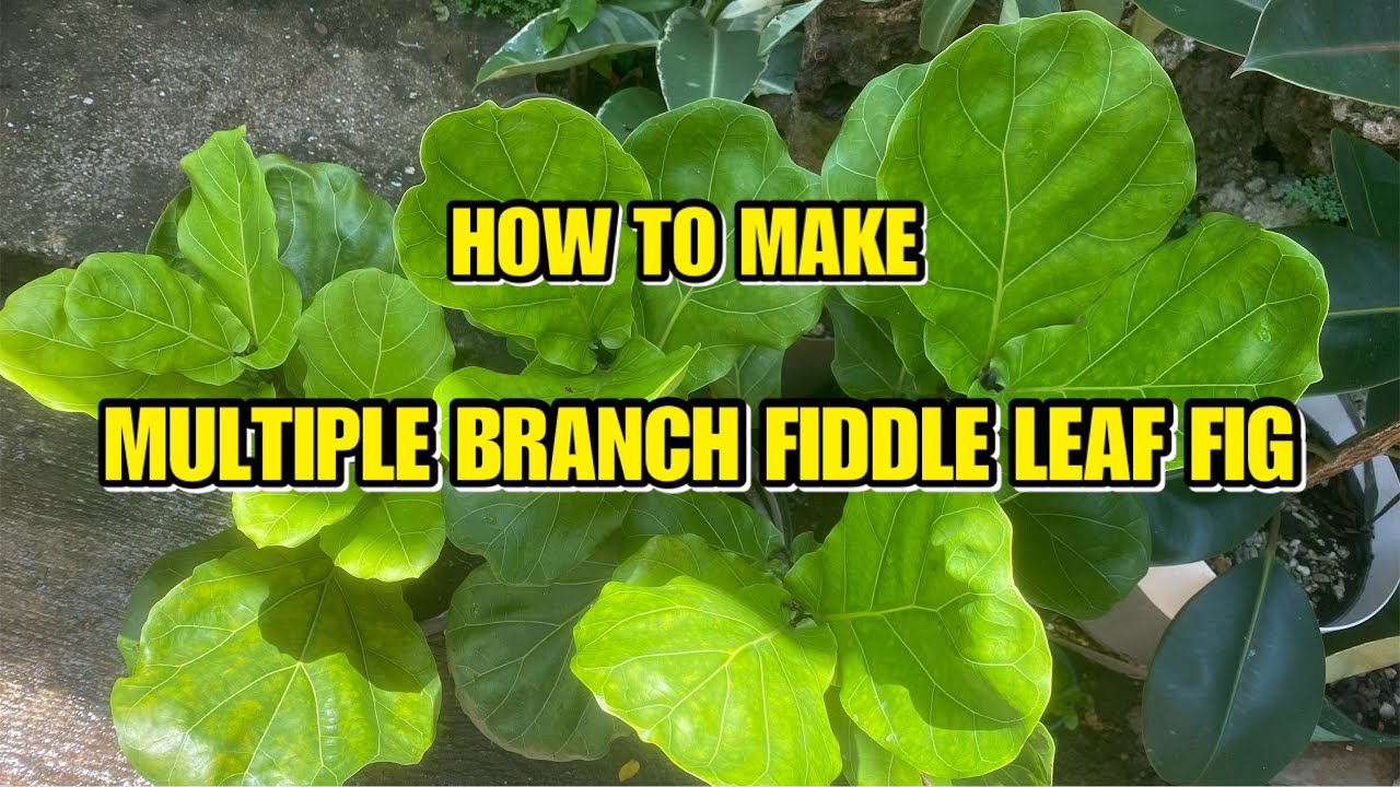 How Make Multi Branch Fiddle Leaf Fig While Rooting - YouTube