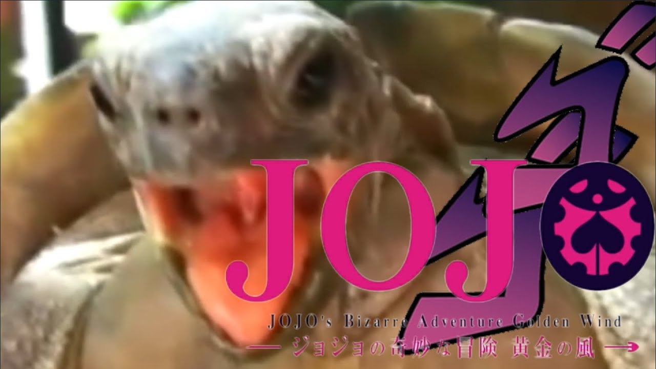 JoJo Part 5 Turtle except it's Turtle Mating Sounds when it talks ...