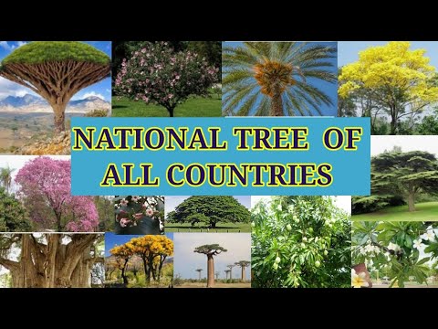 National tree of all countries ||National tree of Countries and their ...