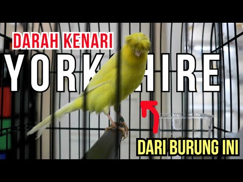 RIVIEW Kenari LANCASHIRE Bapaknya Kenari YS saat ini. - YouTube