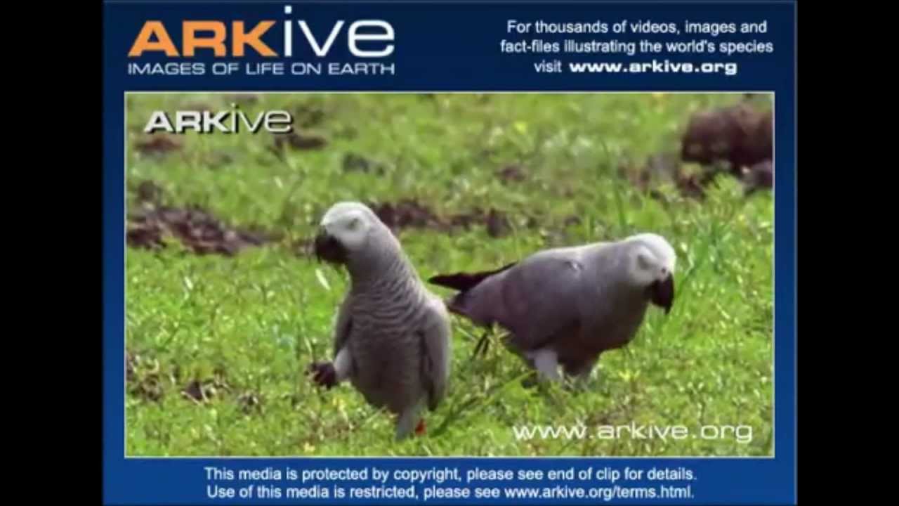 YACOS EN SU HABITAT. - YouTube