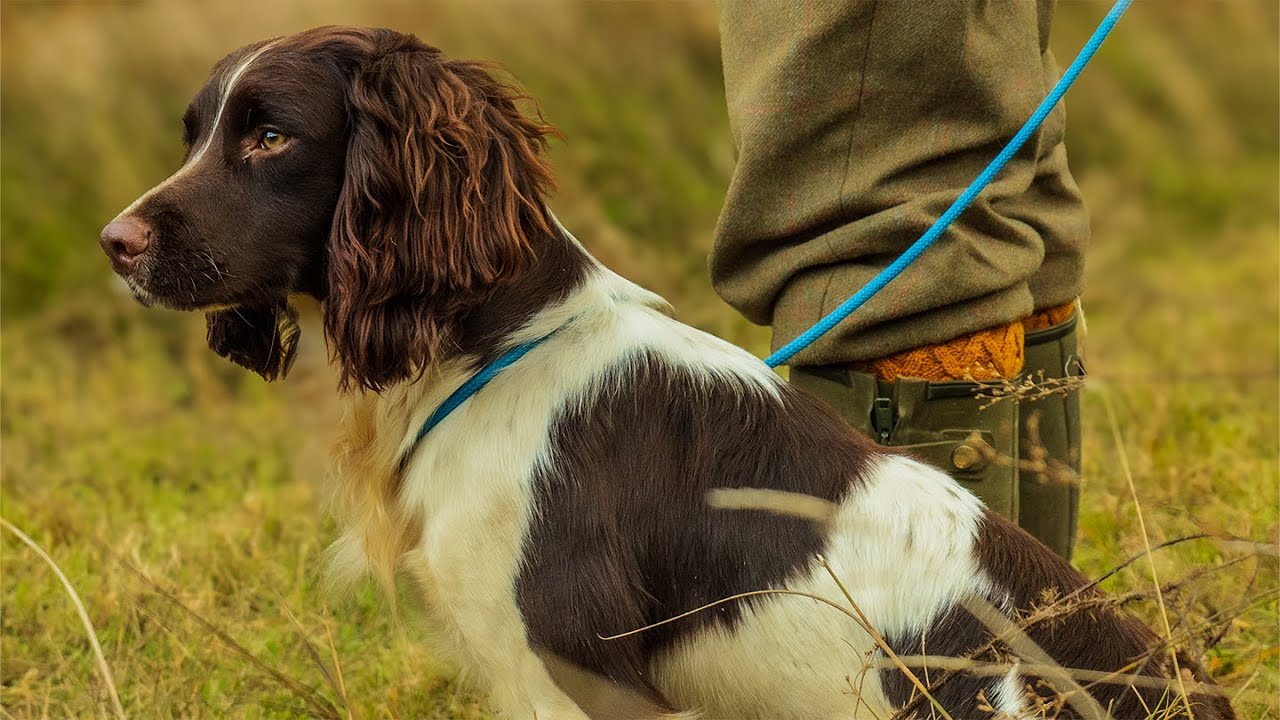 An Introduction To MORDOR GUNDOGS - YouTube