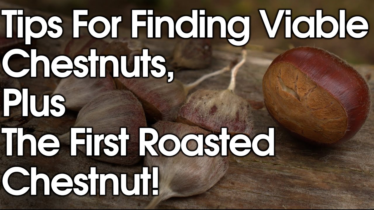 Tips For Finding Chestnuts, Plus The First Roasted Chestnut! - YouTube