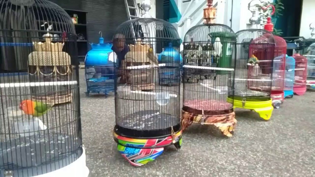 pliharaan burung pak IGK.manila - YouTube