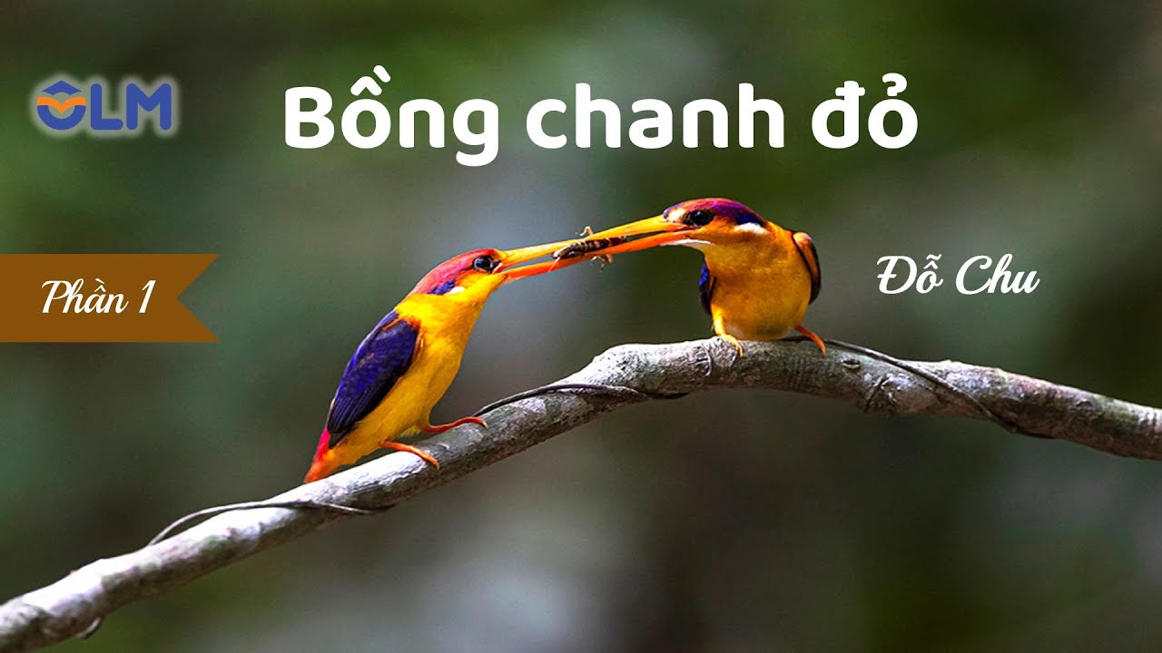 Bồng chanh đỏ (Phần 1) - Ngữ văn 8 - Chân trời sáng tạo [OLM.VN] - YouTube