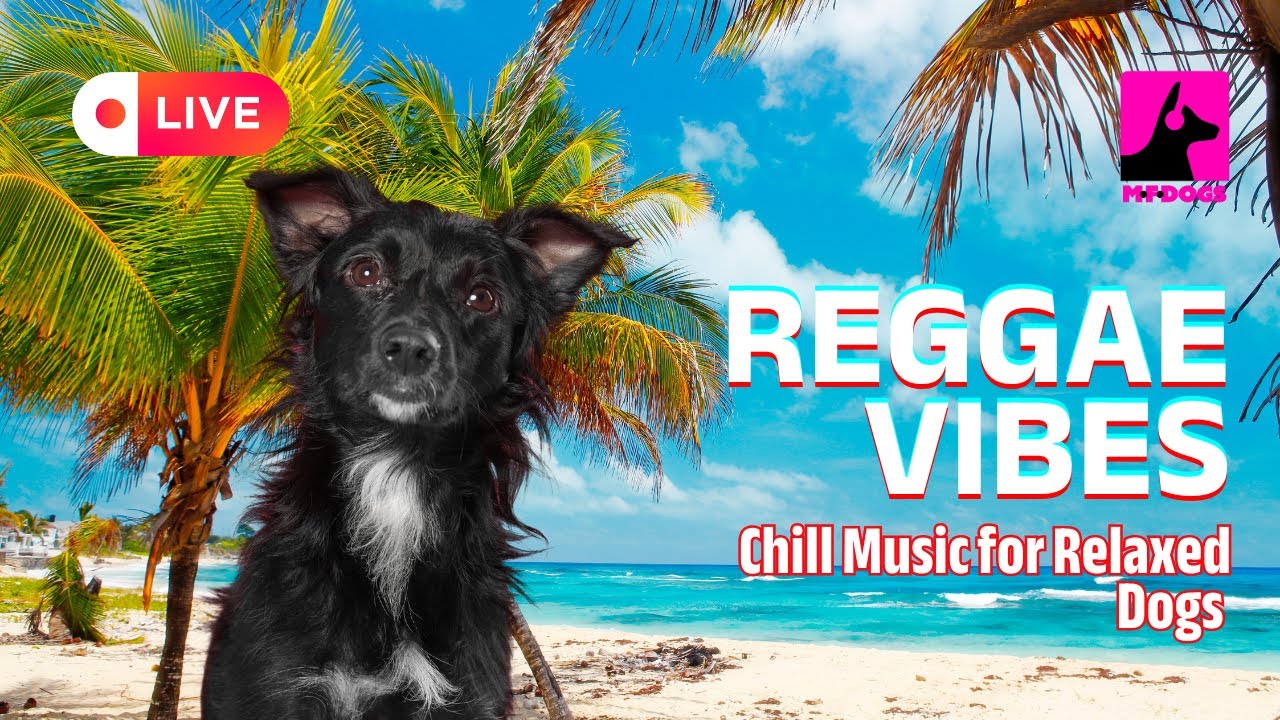 🐾 Reggae Vibes – Chill Reggae Music for Relaxed Dogs🌴🎶 - YouTube