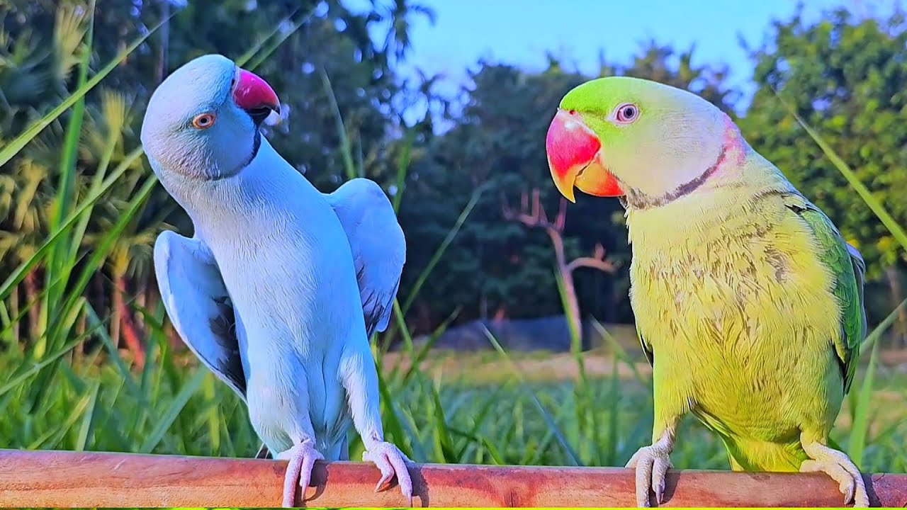Talking Parrot Making Natural Sounds - YouTube