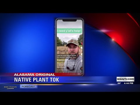 Alabama Original: @NativePlantTok