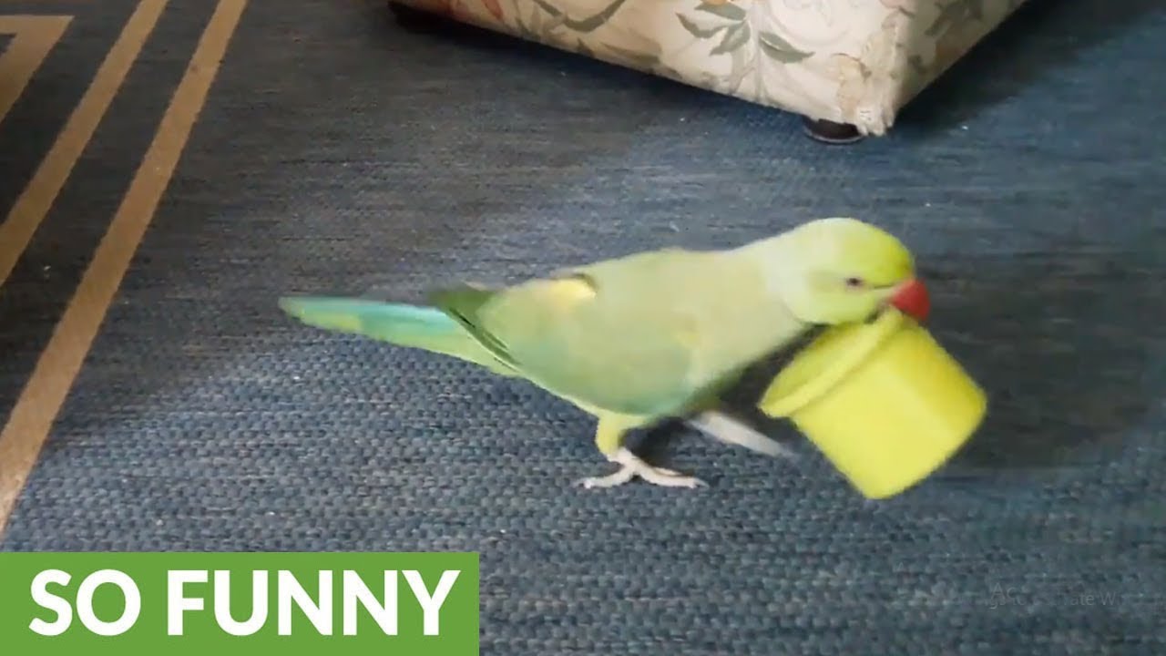 Sports-loving parrot is an excellent soccer player - YouTube