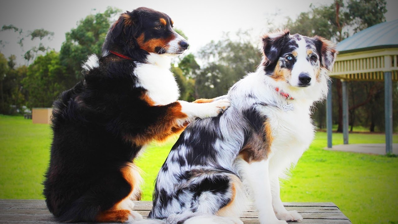 Funny Dogs 🐶 😍 Funny Amusing Dogs (Part 1) [Funny Pets] - YouTube