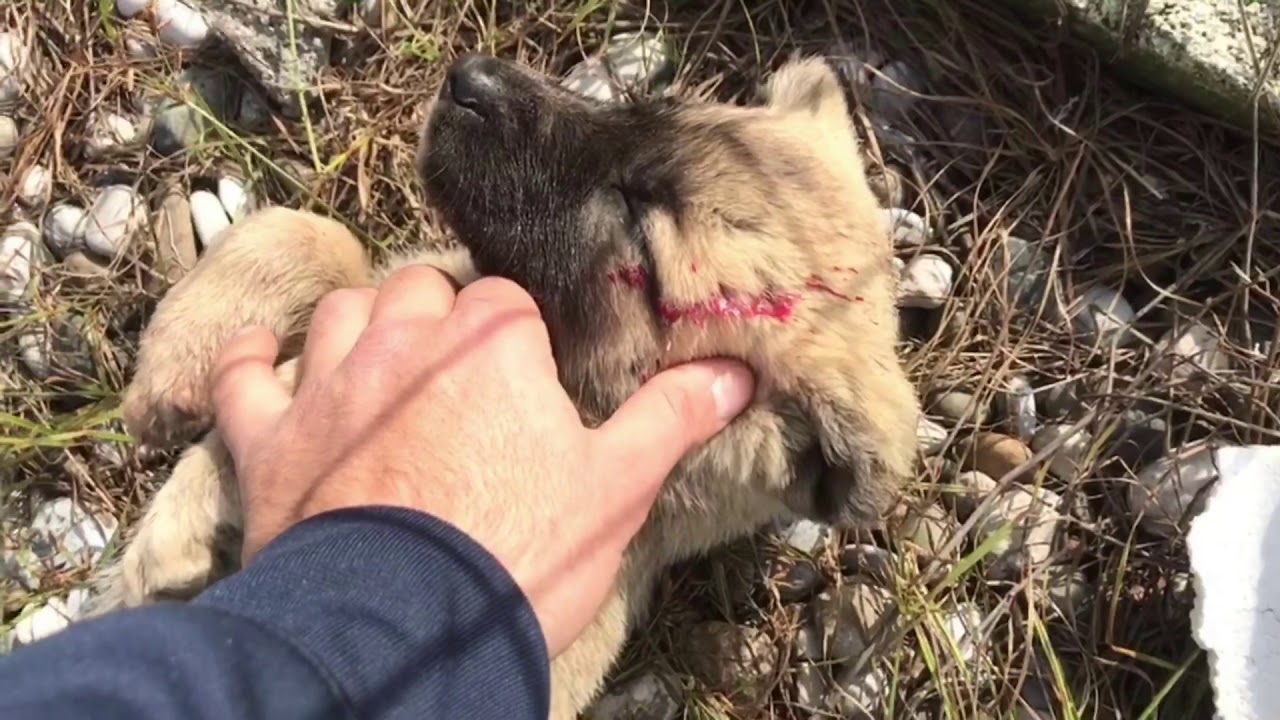 We found the puppy in critical condition and made sure he was safe ...