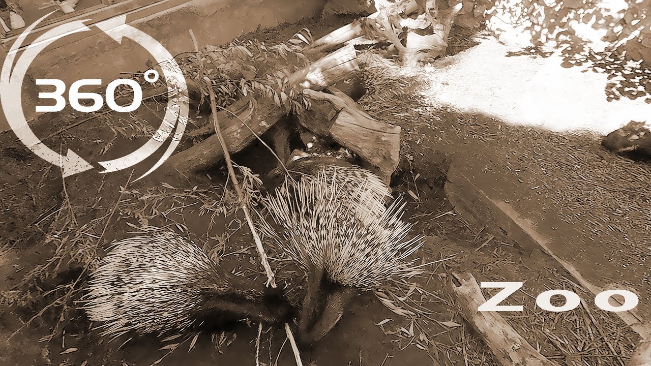 360 Video VR | Porcupines, monkeys and python at the Riga Zoo - YouTube
