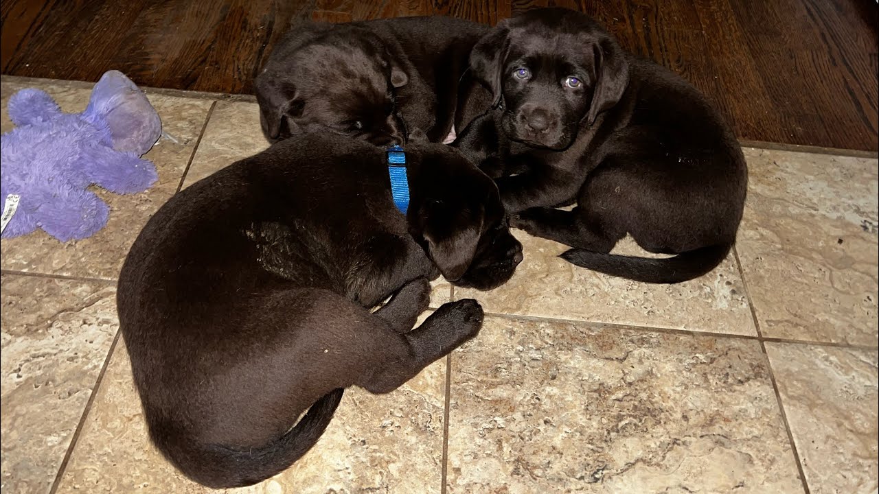 Chocolate Labrador Puppies from 1 week old to 8 weeks. - YouTube