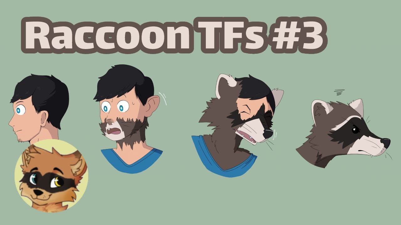 Raccoon TFs #3 / Raccoon Transformation #3 - YouTube