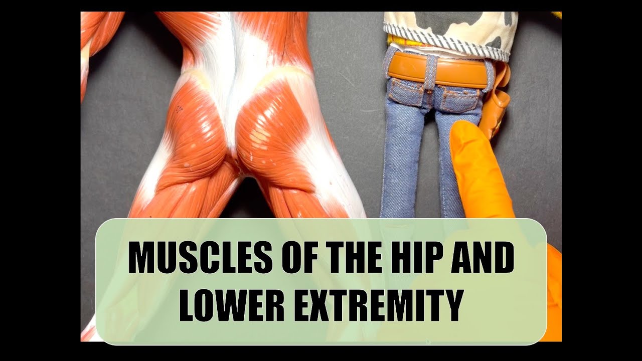 Muscle Origins, Insertions, and Actions of the Hip and Lower Extremity ...