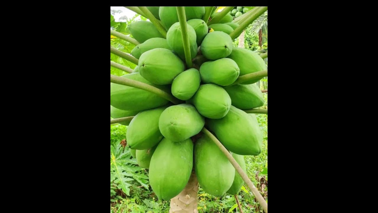 COMMENT PLANTER UN PAPAYER DE FACON PROFESSIONNELLE - YouTube