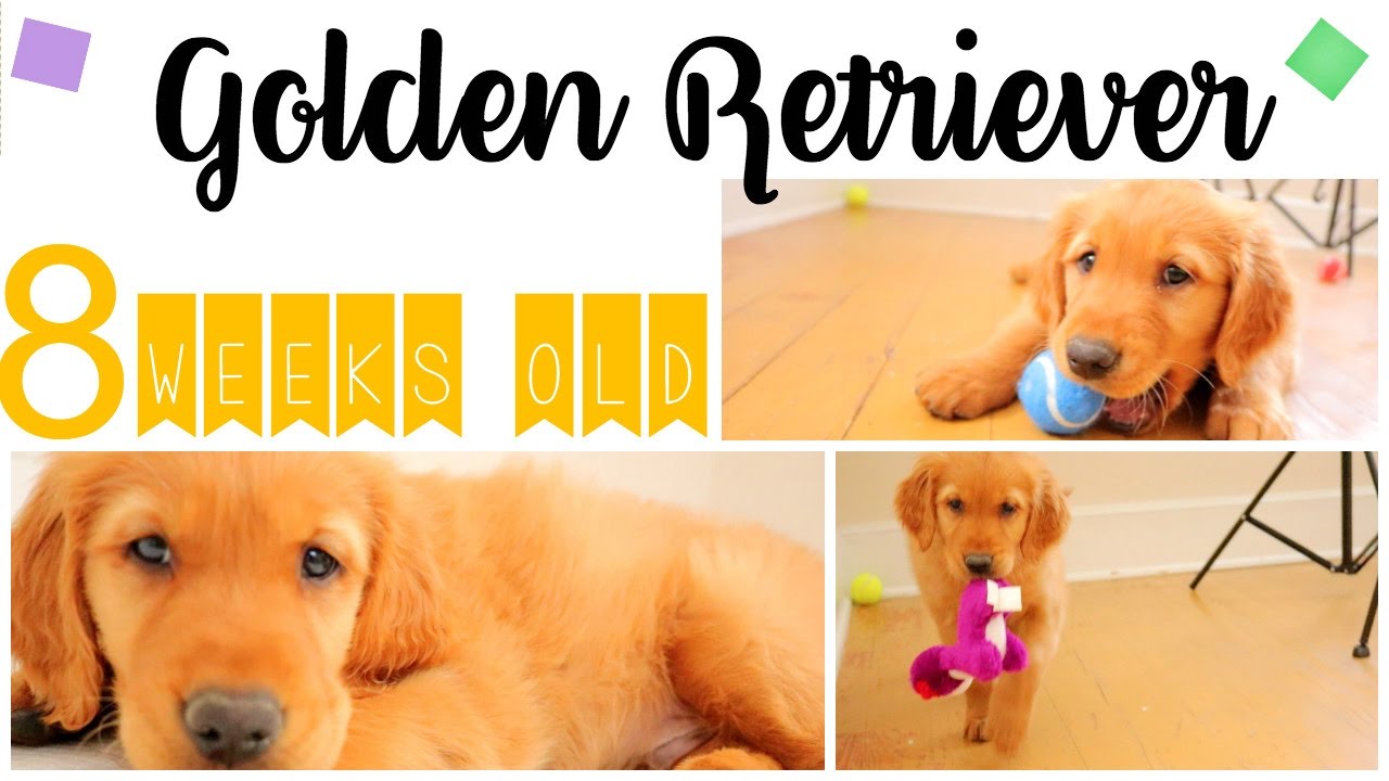 Golden Retriever 8 weeks old /cahorro de 8 meses by wendylou - YouTube