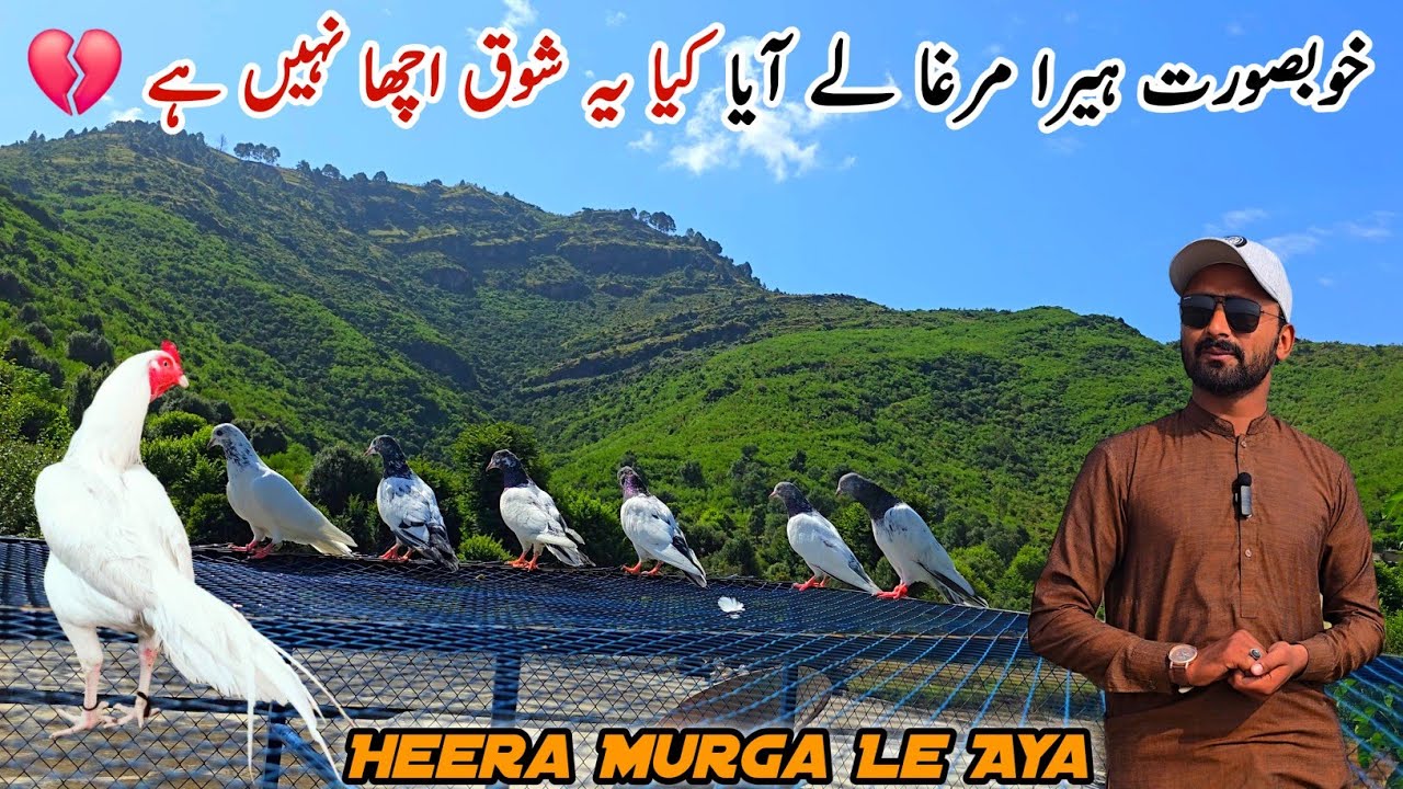 New Heera Murga Le Aya MB Vlogs - YouTube