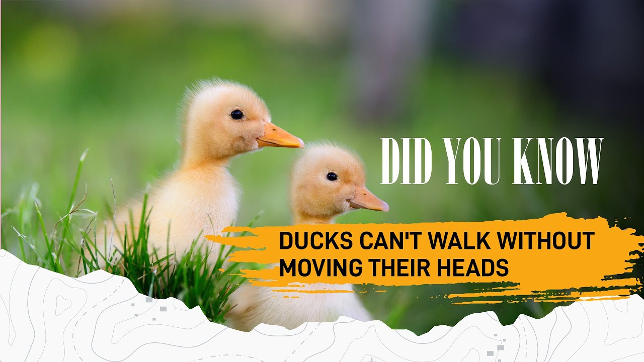 Did You Know Ducks Can't Walk Without Moving Their Heads? - YouTube