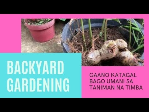 GAANO KATAGAL MA HARVEST ANG LUYA ….. - YouTube