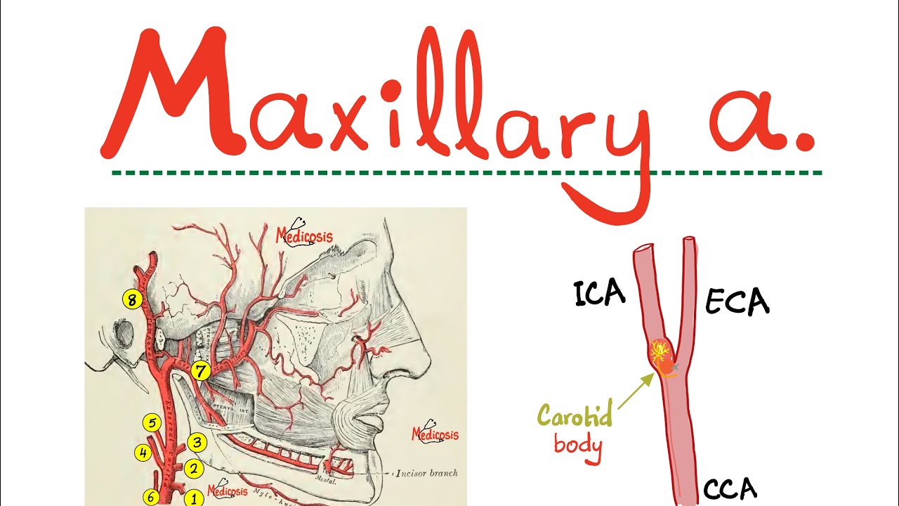 Maxillary Artery - External Carotid Artery (ECA) - Anatomy of Head ...
