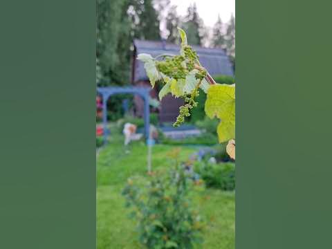 Супер средство от муравьев - YouTube