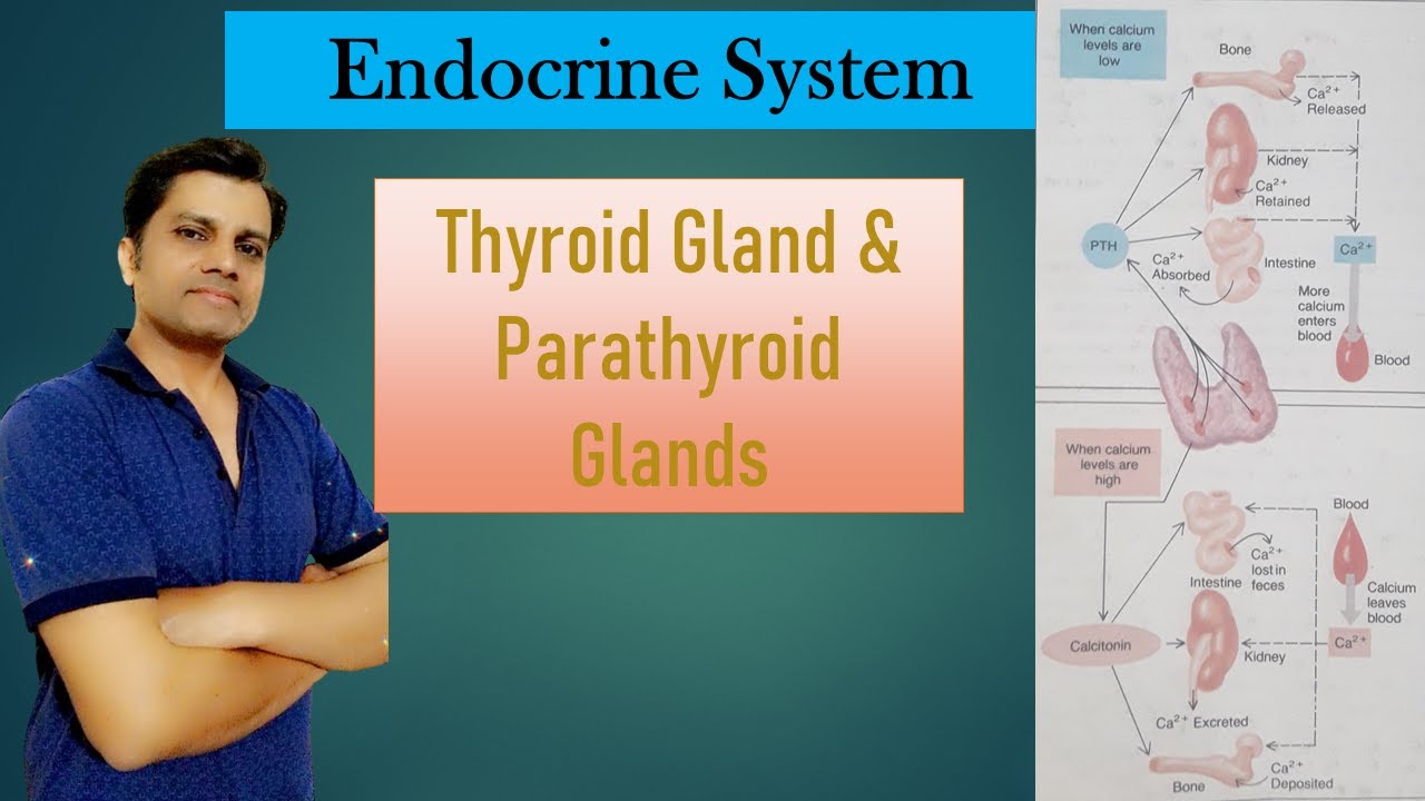 Thyroid gland & Parathyroid Glands | Coordination & Control | Chap.12 ...