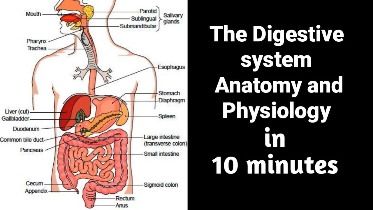 The Digestive system anatomy and Physiology SUMMARY in 10 minutes - YouTube