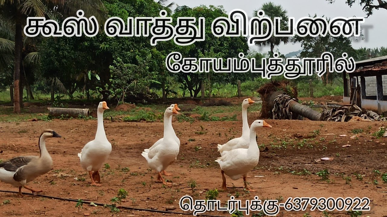 gooes vathu for sale @coimbatore கூஸ் வாத்து விற்பனை - YouTube
