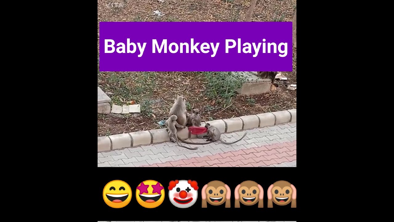 Baby 🐒 Monkeys Playing Funny Amazing Video 😍 ️ || Bittu & Diku Parrot ...