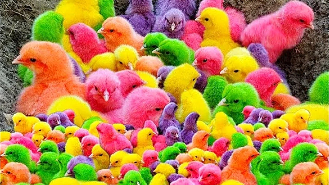 Millions of cute chicks,world cute chicks,rainbow chickens,ducks ...