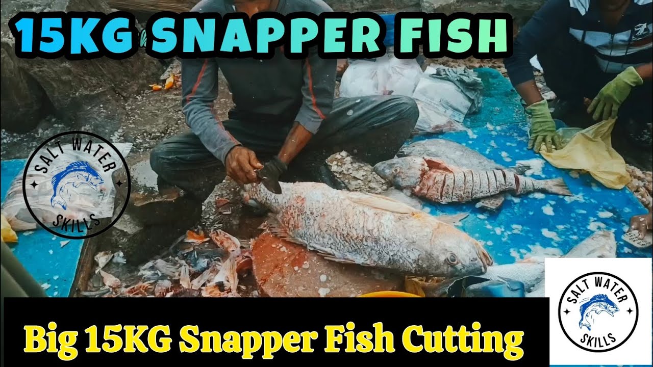 15KG Snapper Fish Cutting By Professional ilyas Hero || Big Finger Mark ...