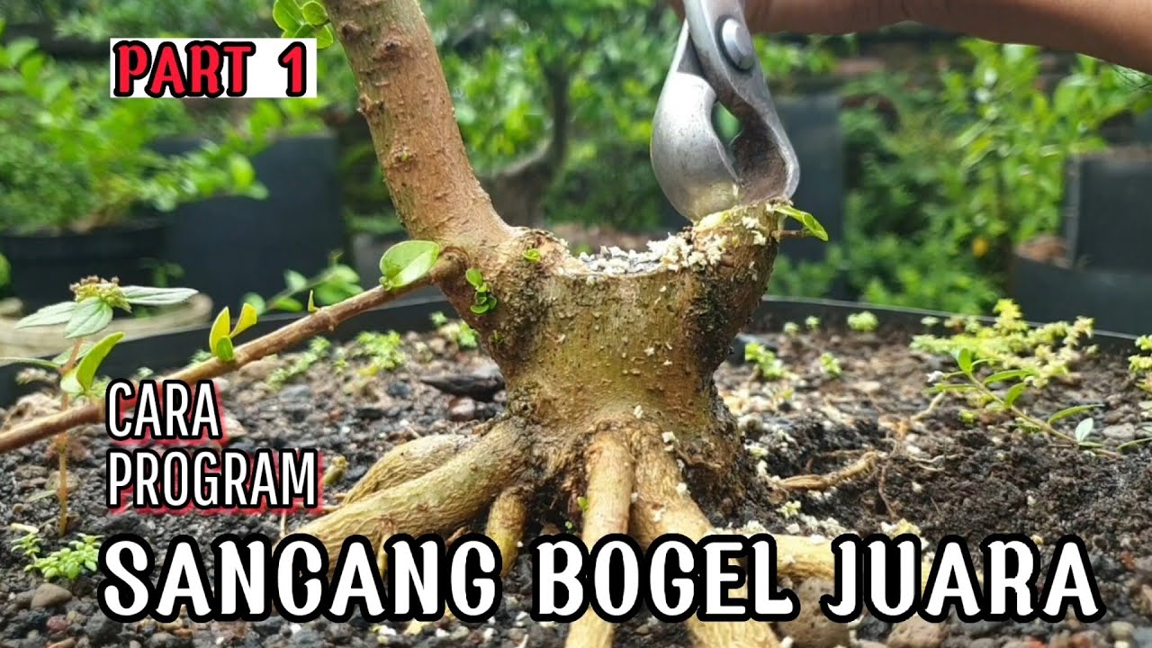 PART 1 !! CARA PROGRAM SANCANG BOGEL JUARA @utamaasepbonsaicutting3711 ...