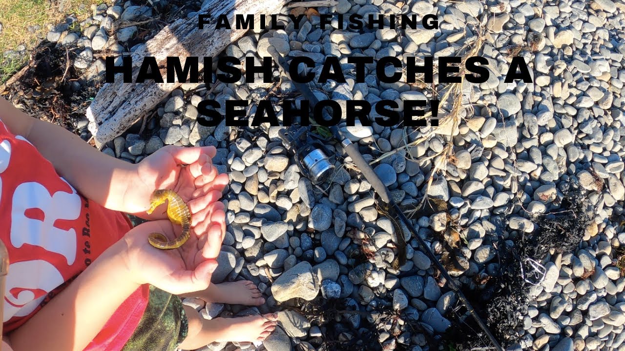 FAMILY FISHING-Hamish catches a Seahorse! - YouTube