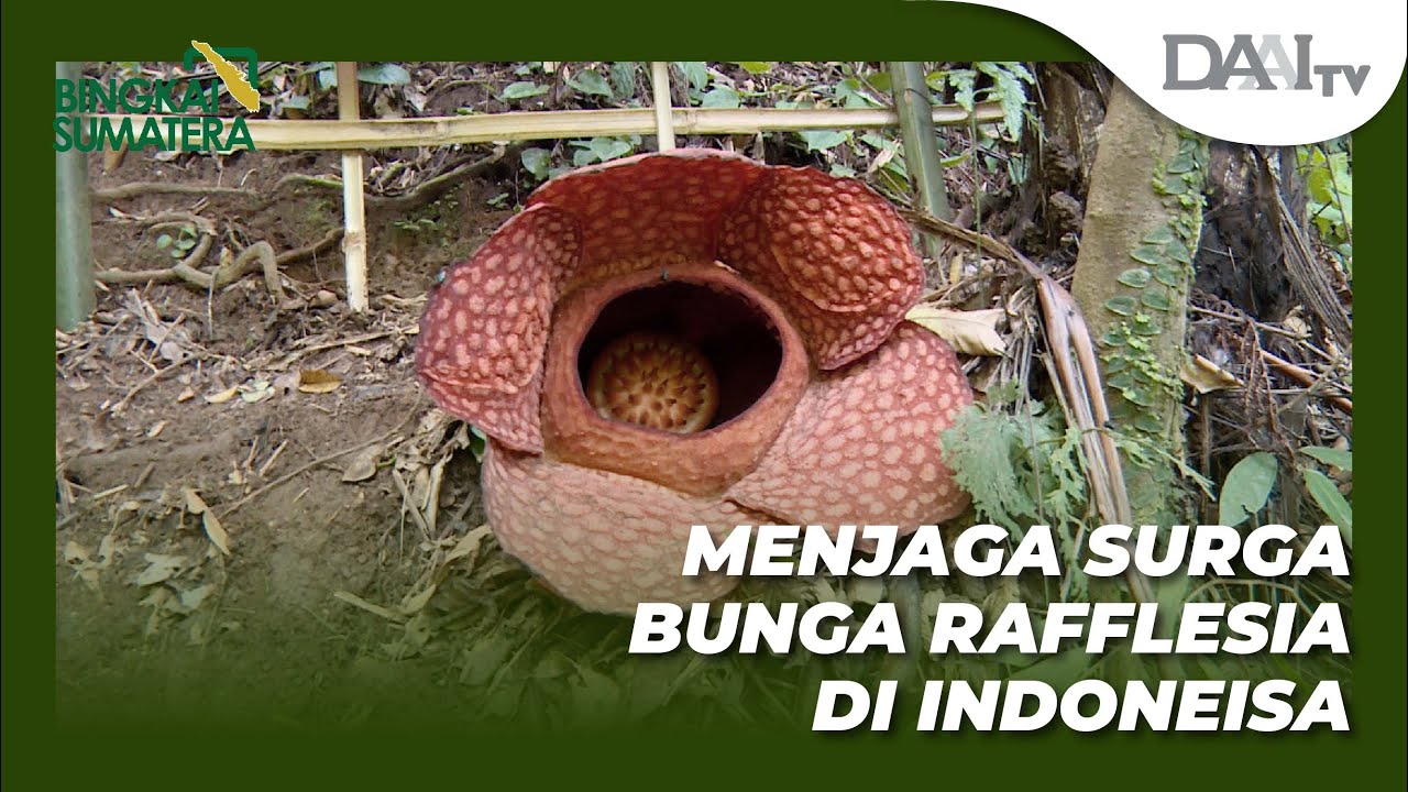 Menjaga Surga Bunga Rafflesia di Indoneisa | Bingkai Sumatera - YouTube