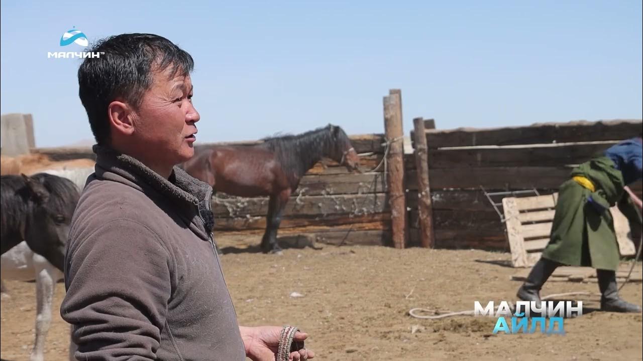 ᠌᠌[ Малчин айлд ] нэвтрүүлэг 34 Говьсүмбэр аймгийн Баянтал сумын Улсын аварга малчин Н