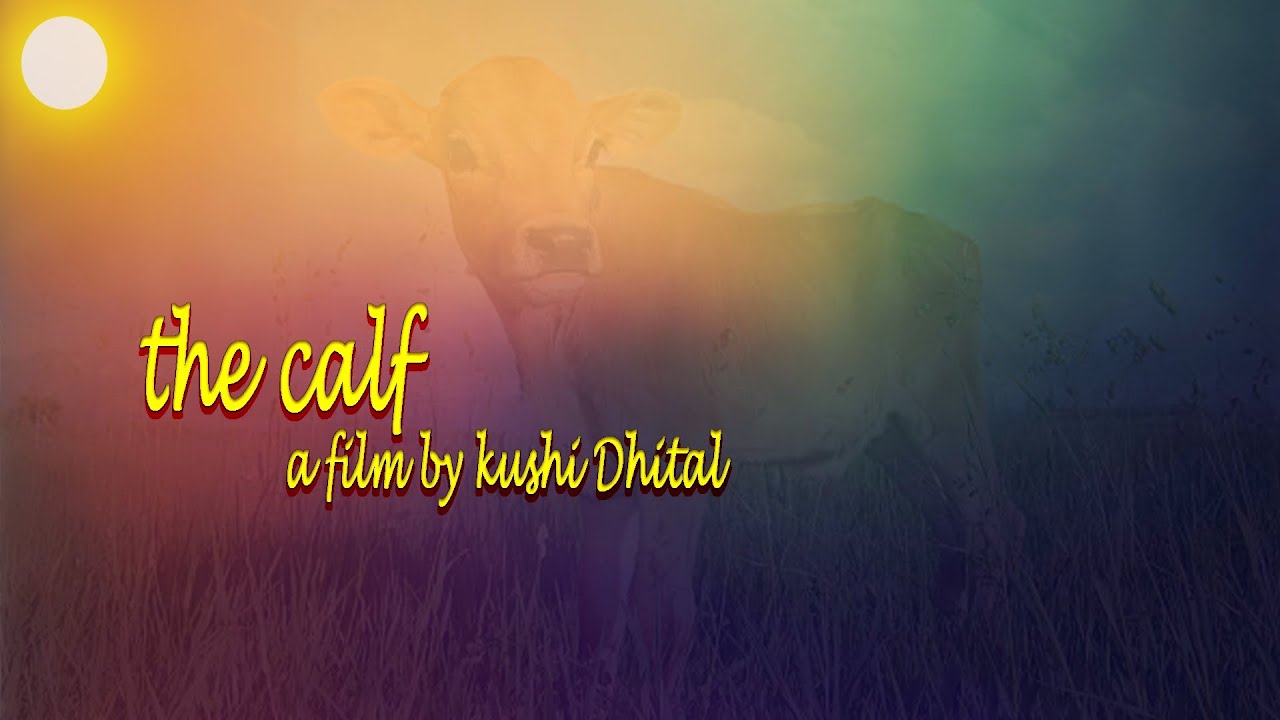 The Calf 2024 |काल्फ | Inspiring Short film | Khushi Dhital - YouTube
