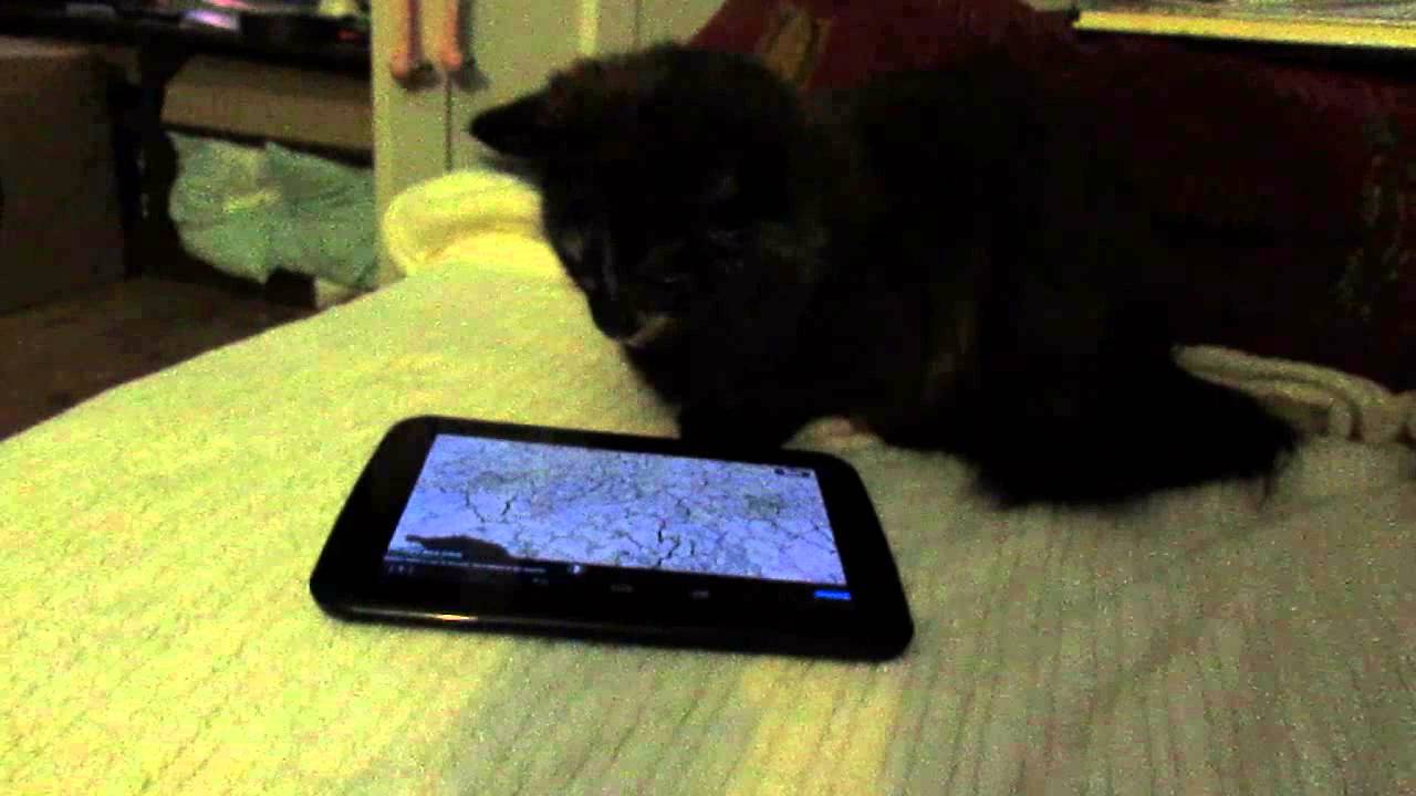 Kitten Playing With Tablet Youtube