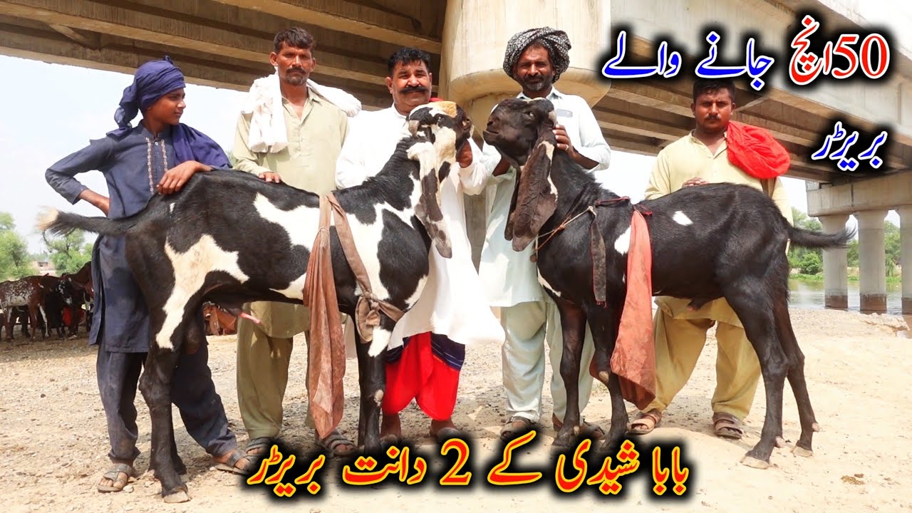 Baba Rasheed Ka Breeder bacha | 50 Blood line - YouTube