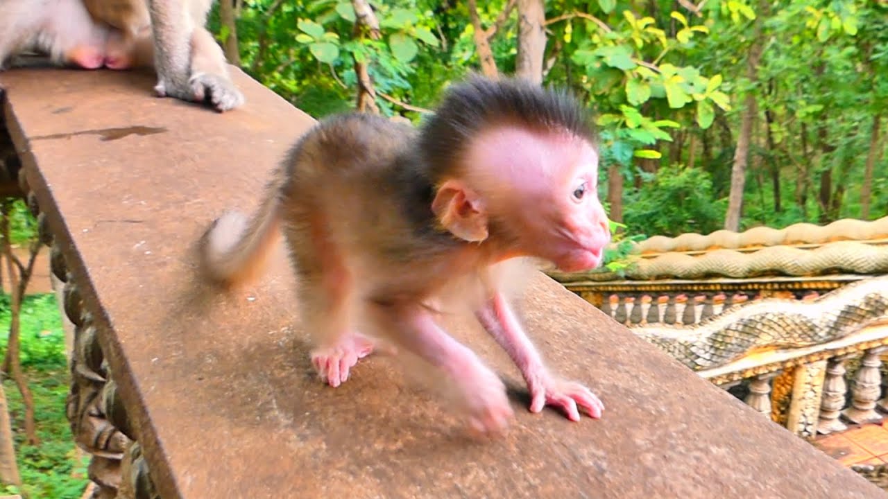 Most Adored Baby Monkey Makes a Cute Surprise Everyone Will Love. - YouTube