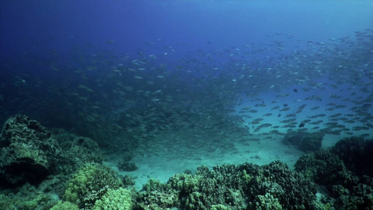 Akule ball - YouTube