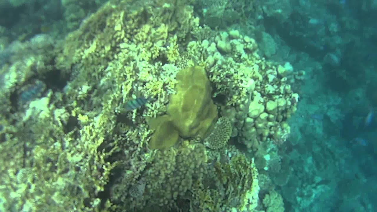 Marsa Alam Rif 04 - YouTube