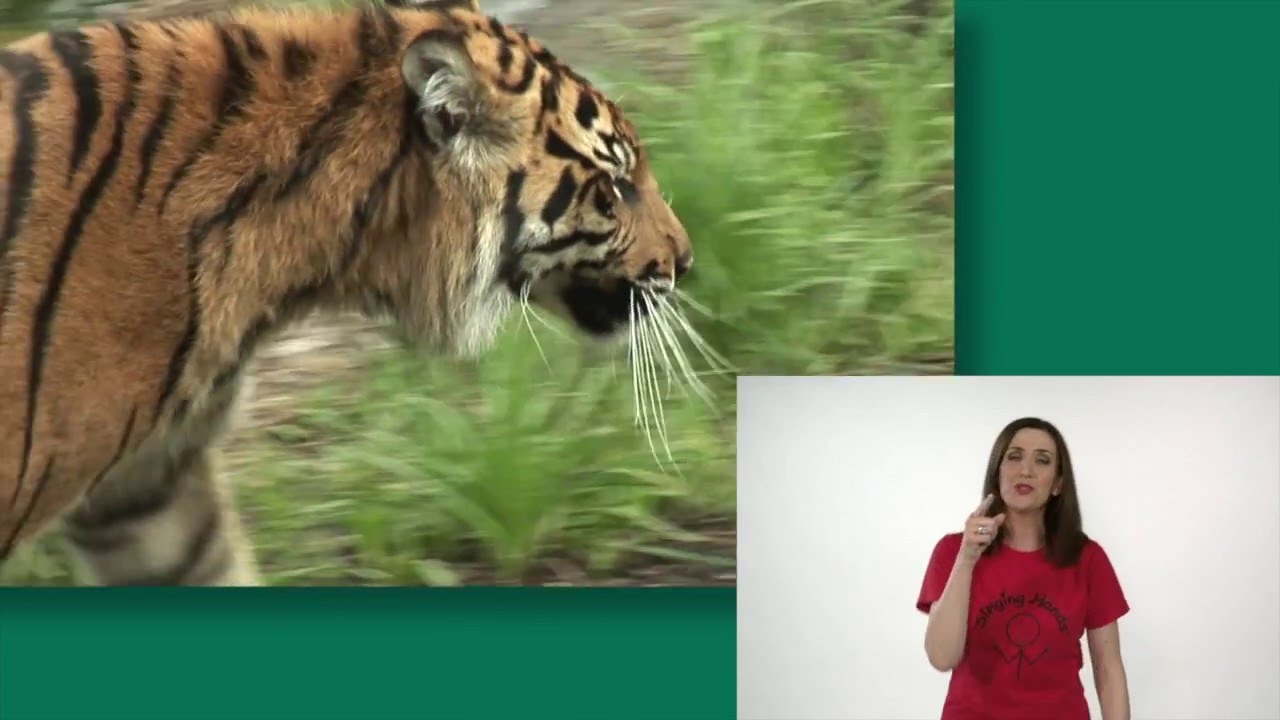 Makaton - WE'RE GOING TO THE ZOO - Singing Hands - YouTube