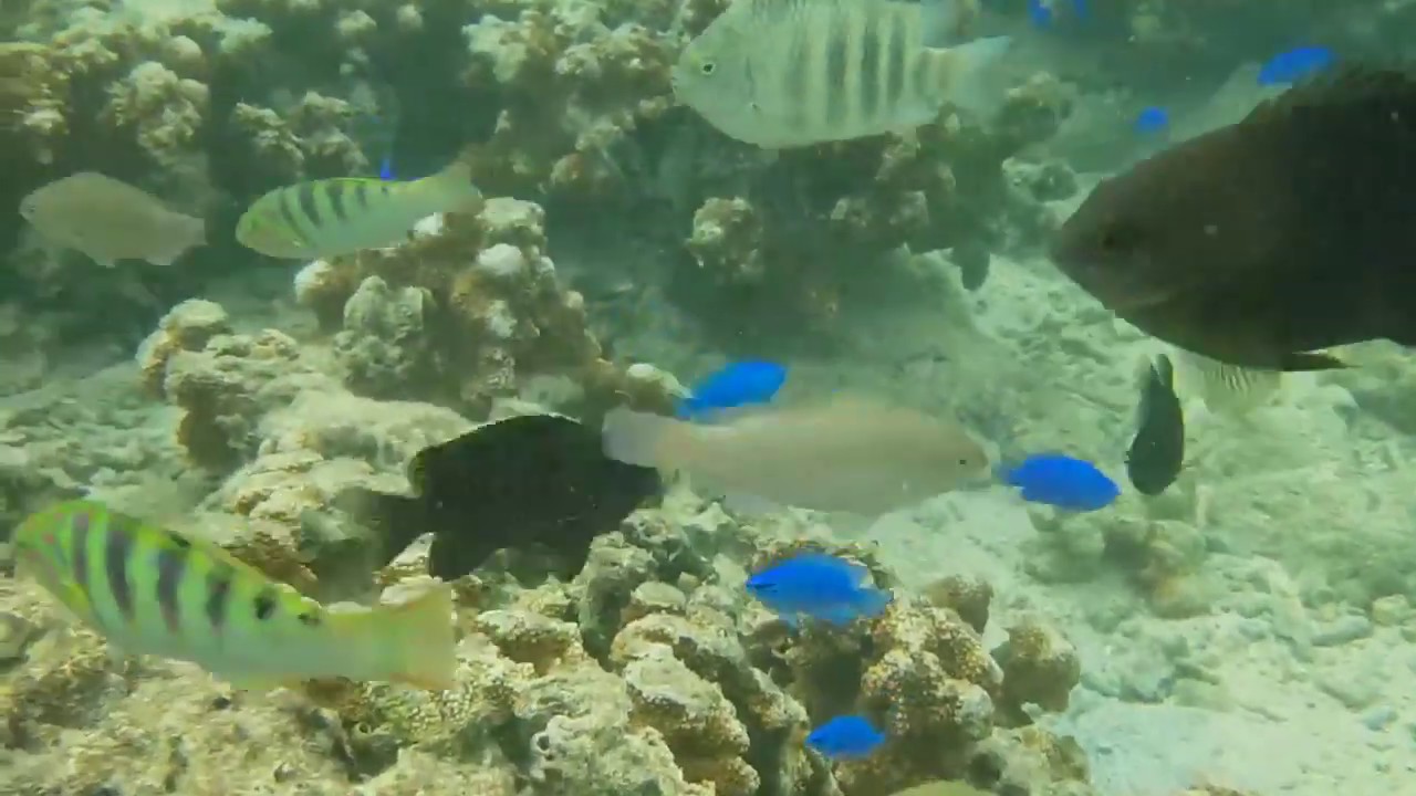 Snorkeling Okinawa Bisezaki Kaigan Japan 비세자키 오키나와 일본 스노쿨링 Youtube 8496