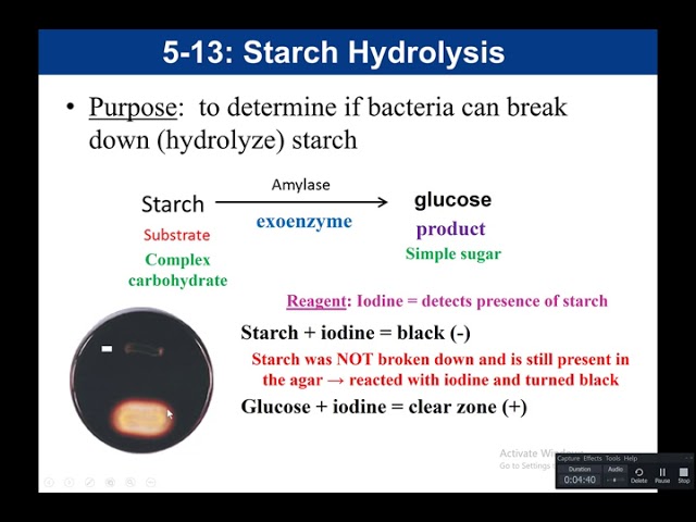 Starch Amylase Reaction Equation