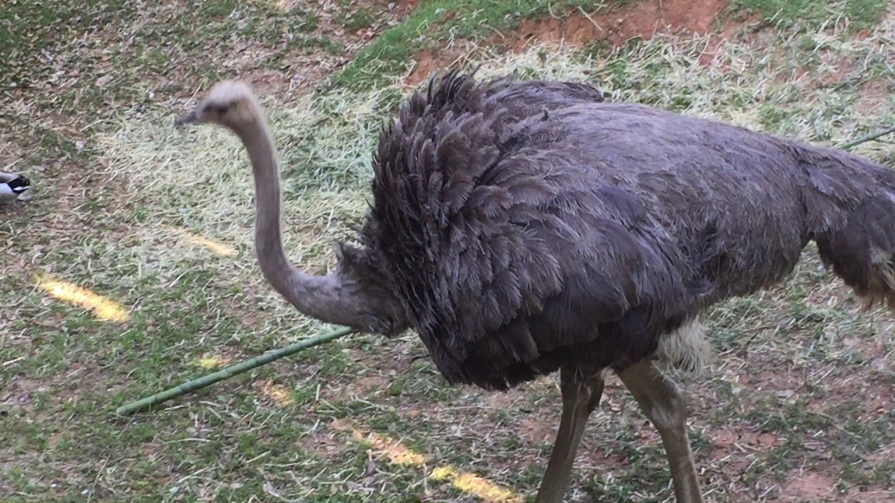 Dr Kanyon McLean with Africa hoofstock at the Montgomery Zoo - YouTube